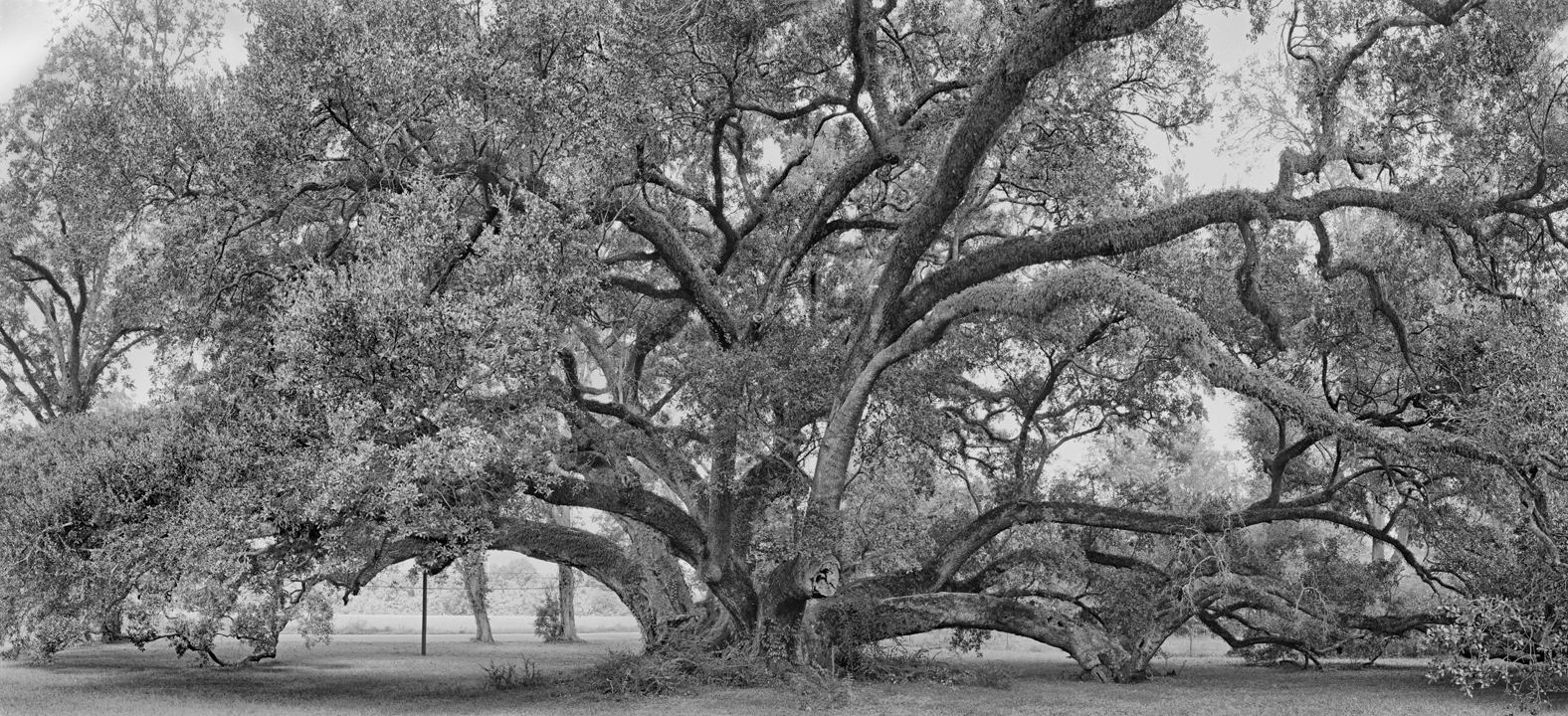 Seven Brothers Oak (Lastrapes Oak) | 100 Oaks Project
