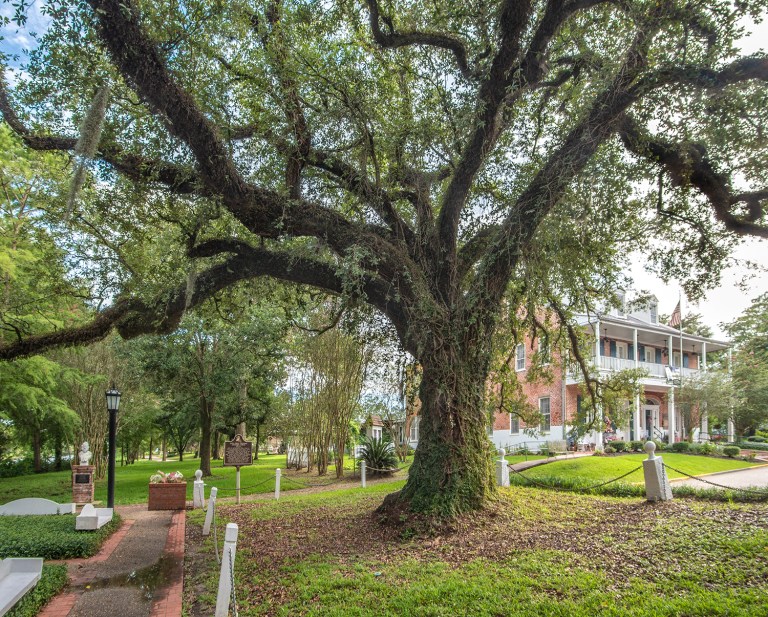 The Evangeline Oak, St. Martinville | 100 Oaks Project