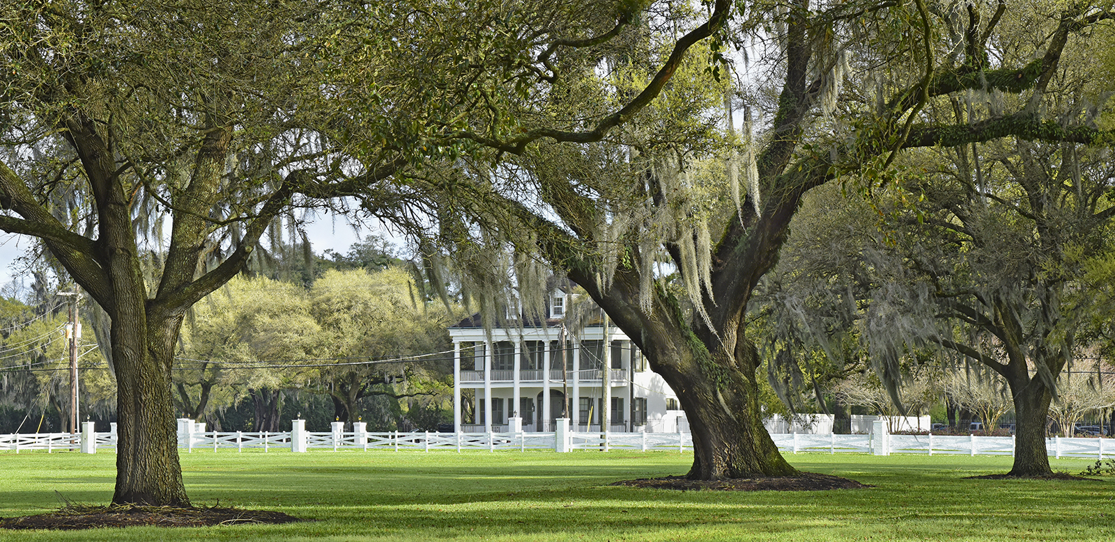 The Allée of St. Joseph, Manresa House of Retreats | 100 Oaks Project
