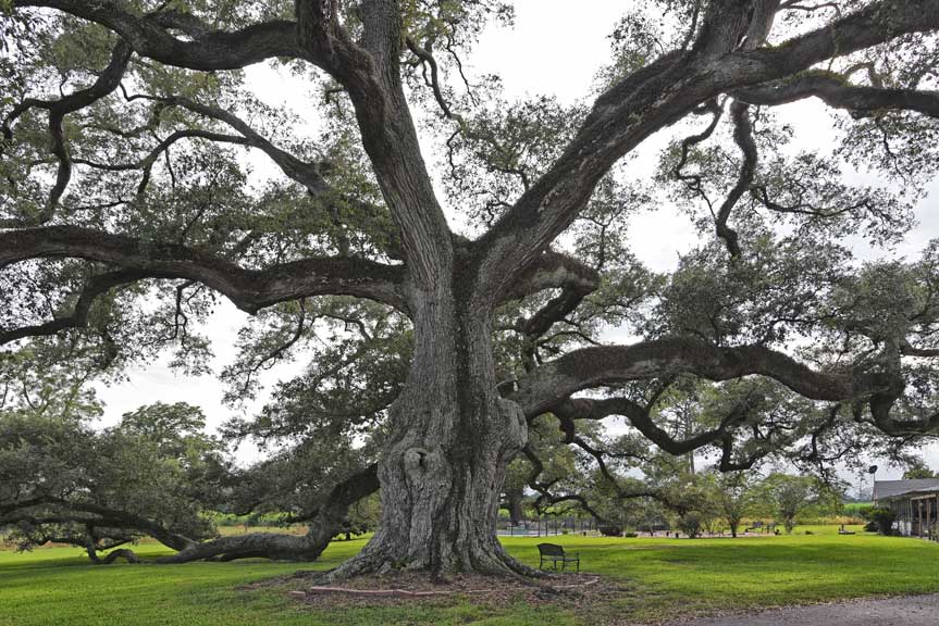 Dr. Duffel Oak, Miss Hattie Oak, and the Claiborne Plantation Oak | 100 ...