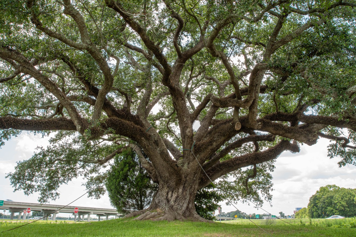 Historic live oak trees | 100 Oaks Project