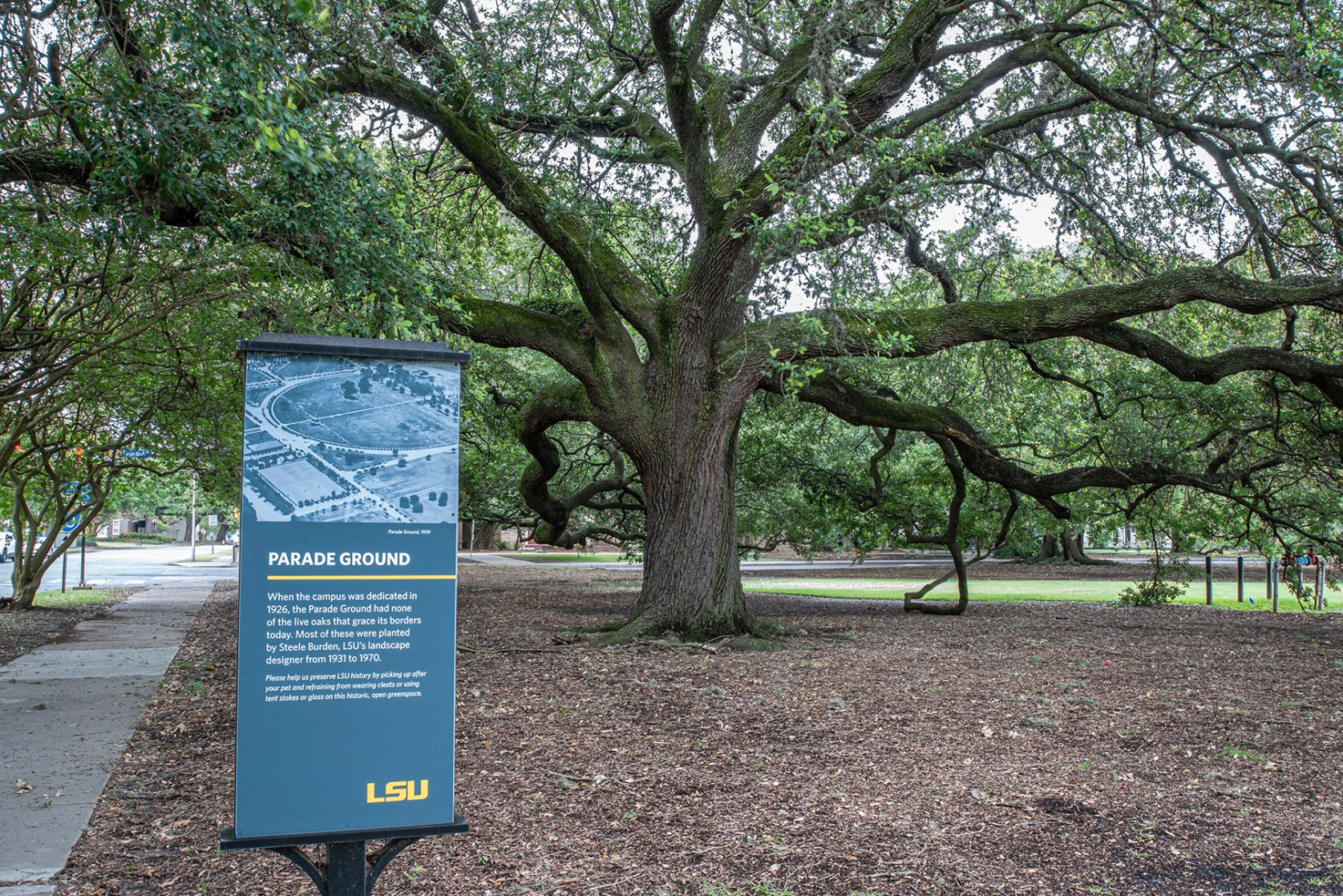 The Live Oaks of LSU | 100 Oaks Project