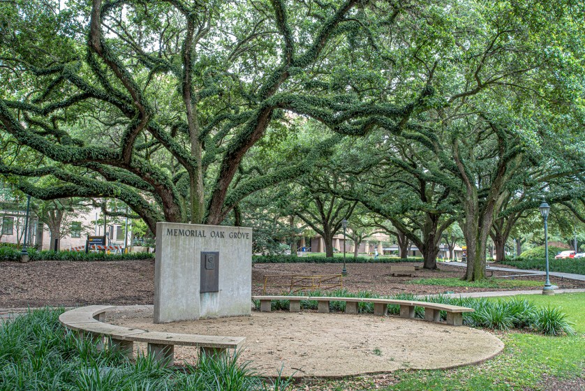 The Live Oaks of LSU | 100 Oaks Project