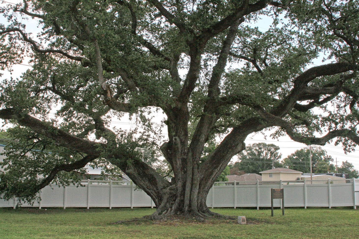 How to Save a Historic Oak | 100 Oaks Project