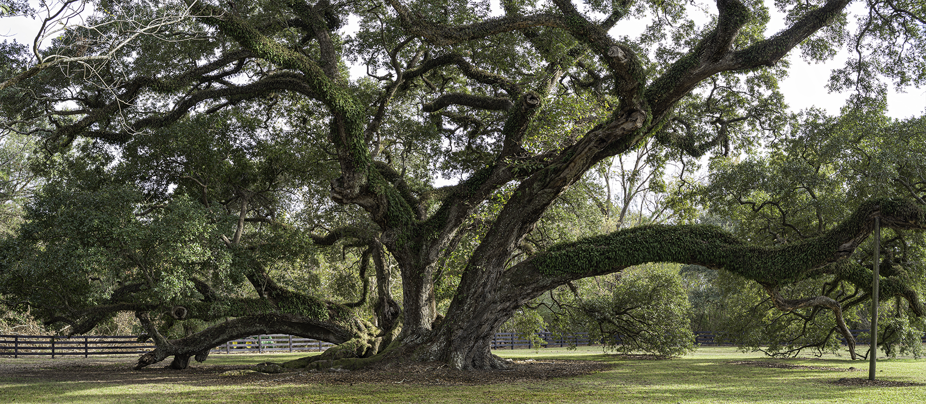 Revisiting the Lastrapes (Seven Brothers) Oak | 100 Oaks Project