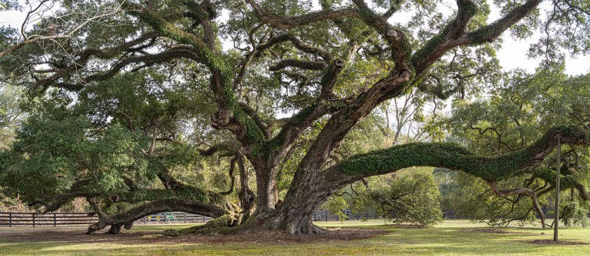 Revisiting the Lastrapes (Seven Brothers) Oak | 100 Oaks Project